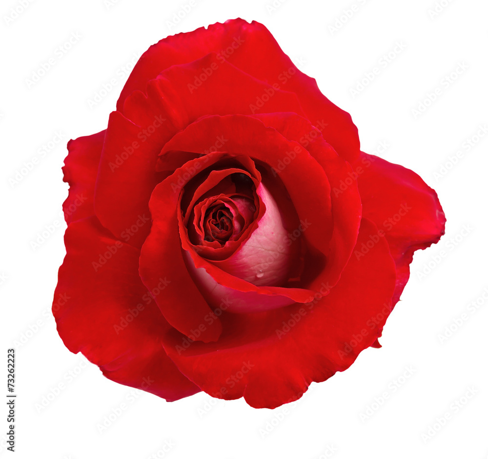 Beautiful flower isolated on white background Stock Photo | Adobe Stock