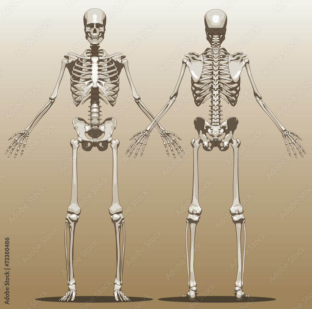 Front and back view of a human skeleton Stock Vector | Adobe Stock