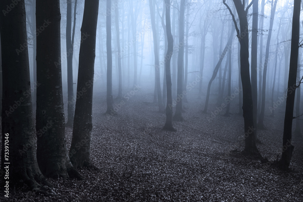 Blue fog in mysterious forest Stock Photo | Adobe Stock