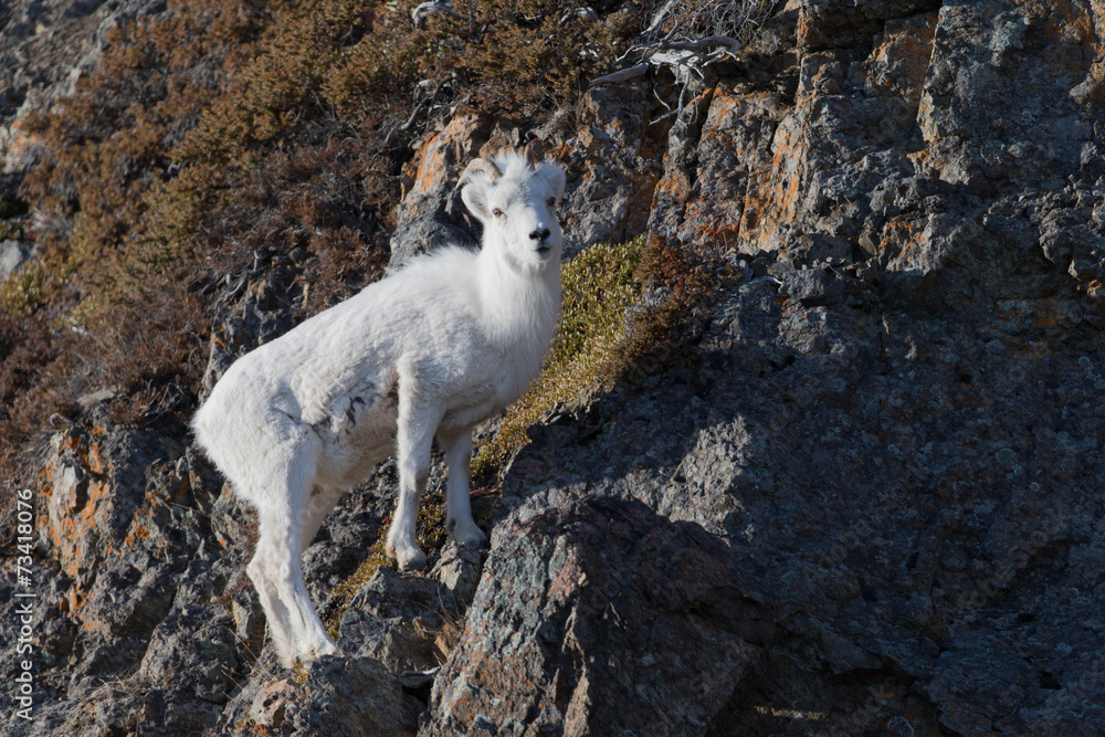 White Dall Sheep