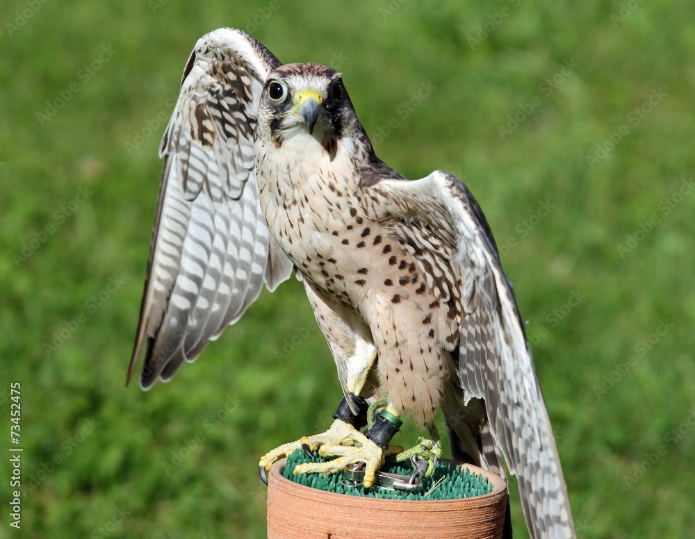 large Peregrine Falcon with black eyes with the green background Stock ...