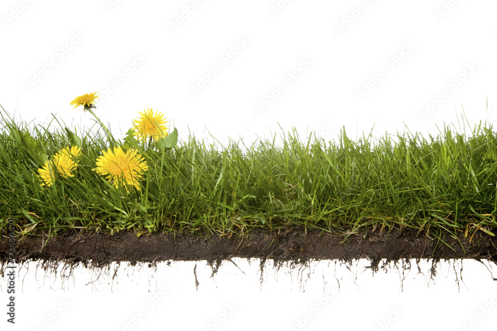 cross-cut of grass with flowers Stock Photo | Adobe Stock