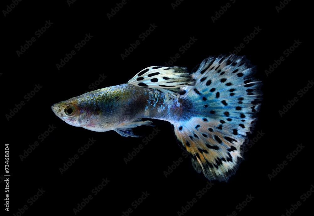 Beautiful Guppy Isolated on Black Background Stock Photo | Adobe Stock
