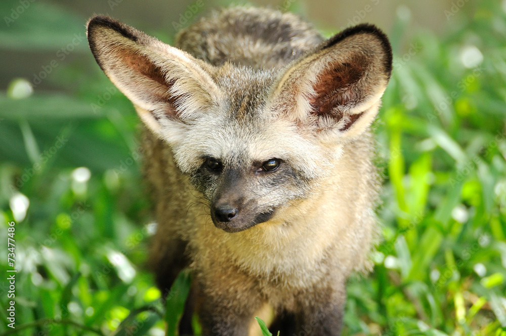 Single bat-eared-fox in public zoo, Stock Photo | Adobe Stock