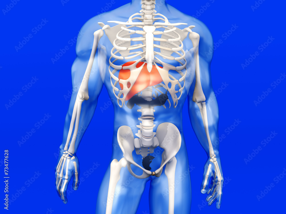 Menschliche Anatomie - Leber Stock Illustration | Adobe Stock