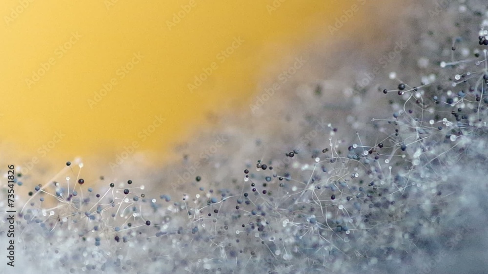 Vidéo Stock Mold Which has appeared on food, organic food | Adobe Stock