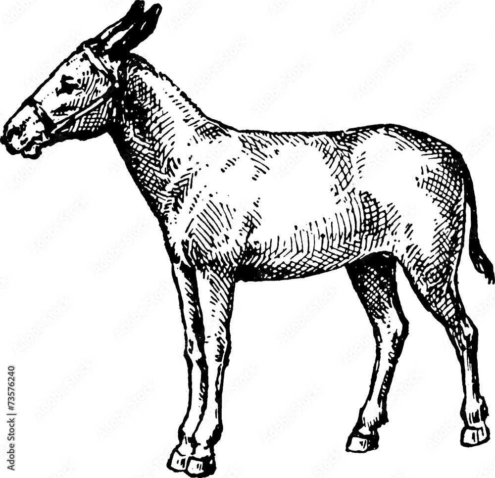 Vintage image ranch donkey Stock Illustration | Adobe Stock