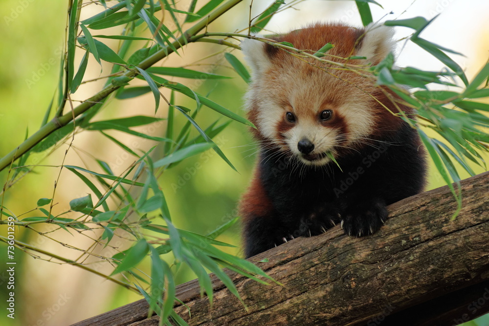 panda roux femelle Photos | Adobe Stock