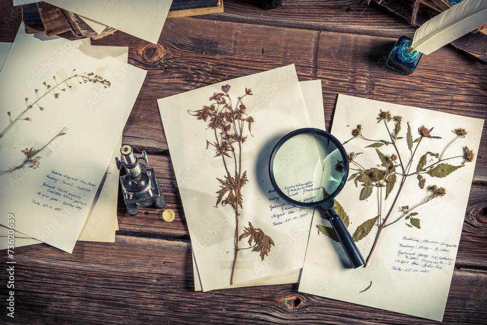 Biology lesson and study of the structure of plants Stock Photo | Adobe ...