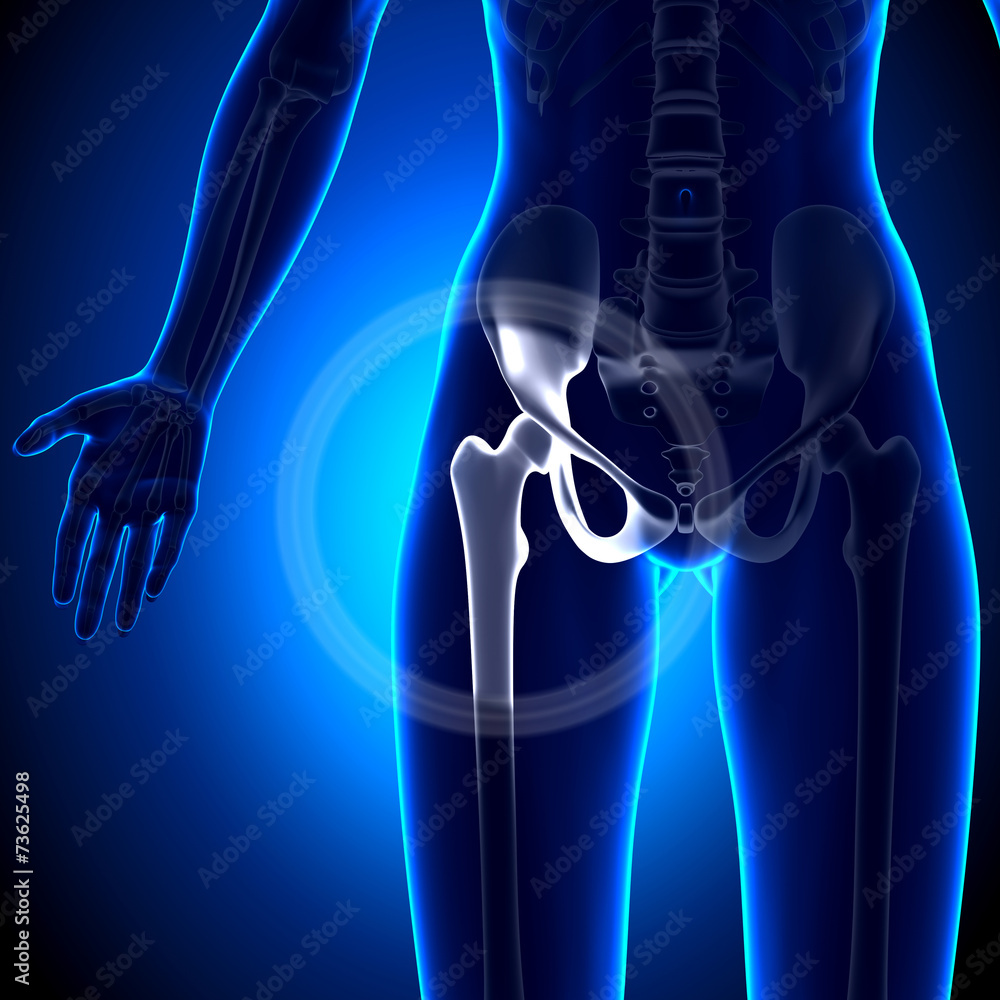 Female Hip Joint - Anatomy Bones Stock Illustration | Adobe Stock