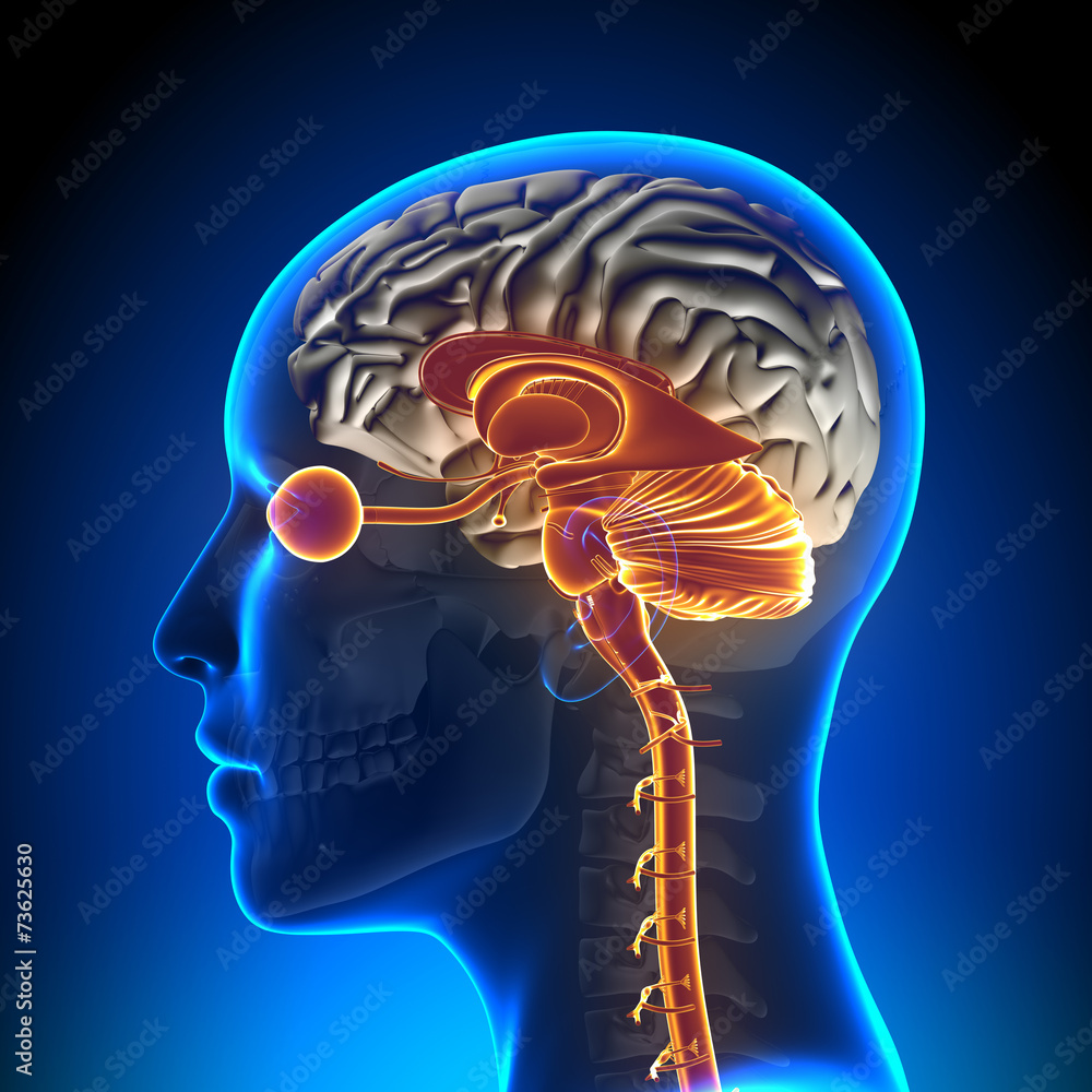 Brain Stem / Cerebellum / Optical Nerve / Female Brain Anatomy Stock ...