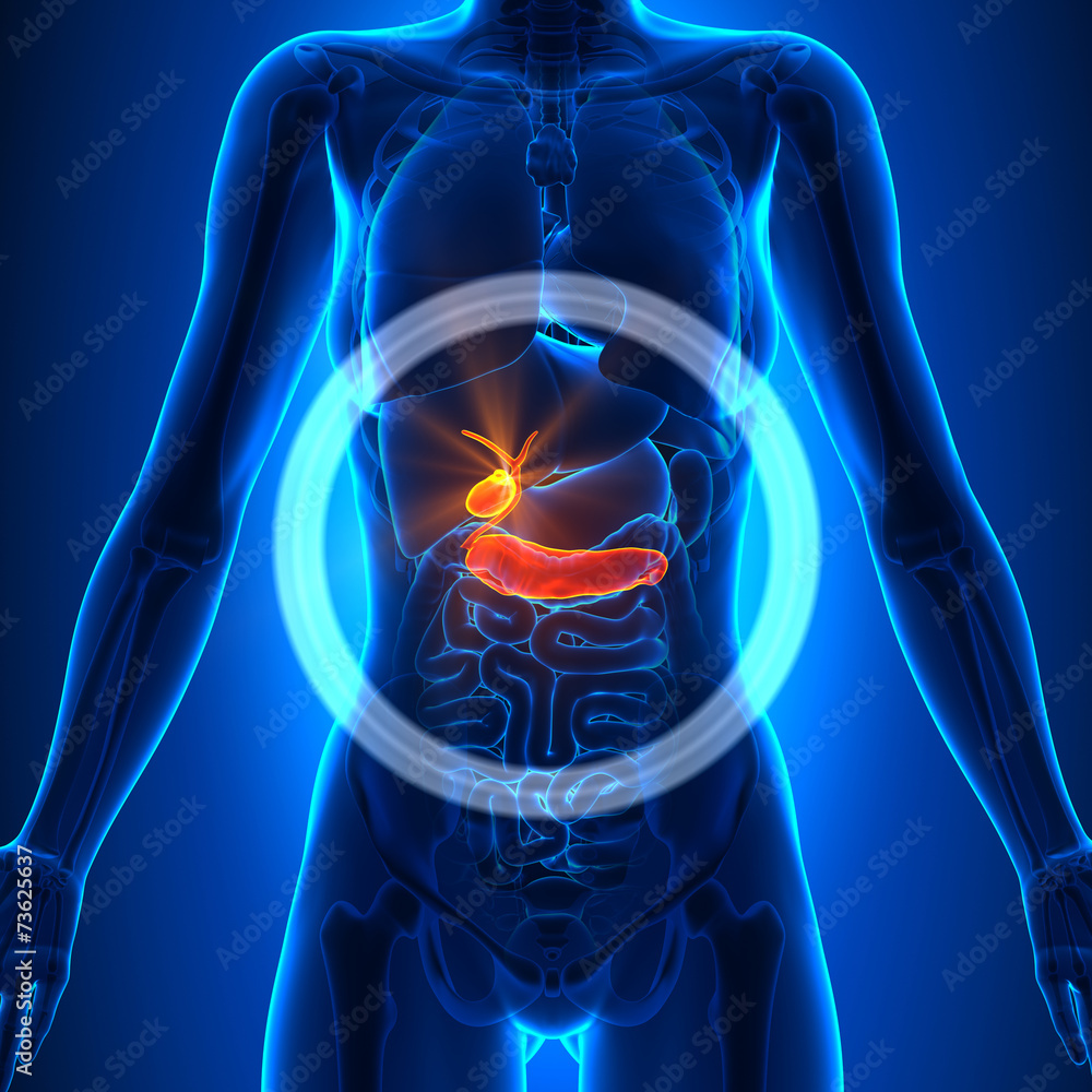 Pancreas Location Female
