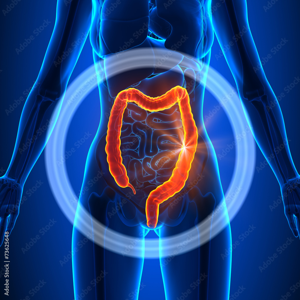 Colon - Female Organs - Human Anatomy Stock Illustration | Adobe Stock