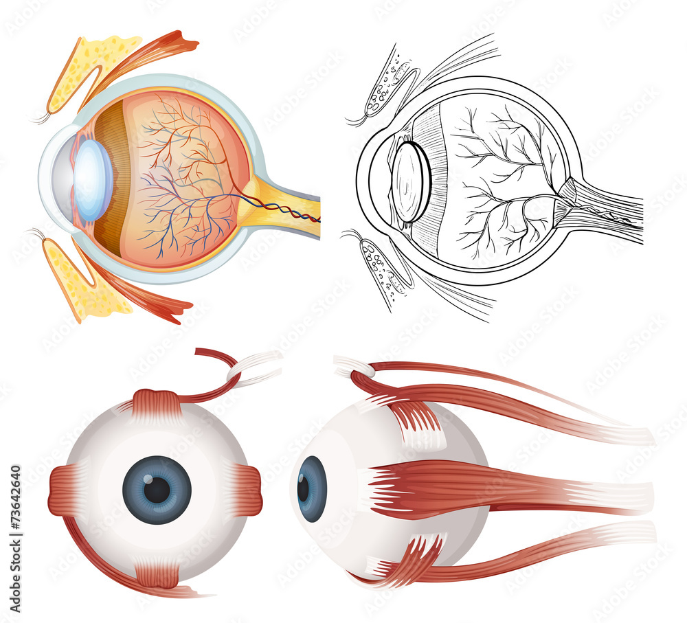 Anatomy of the eye Stock Vector | Adobe Stock