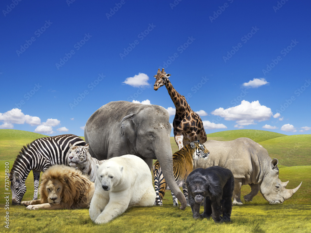 Wild animals group Stock Photo | Adobe Stock