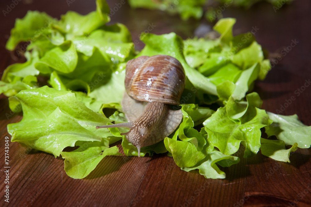 Escargot before being cooked on the green salad leave Stock Photo ...