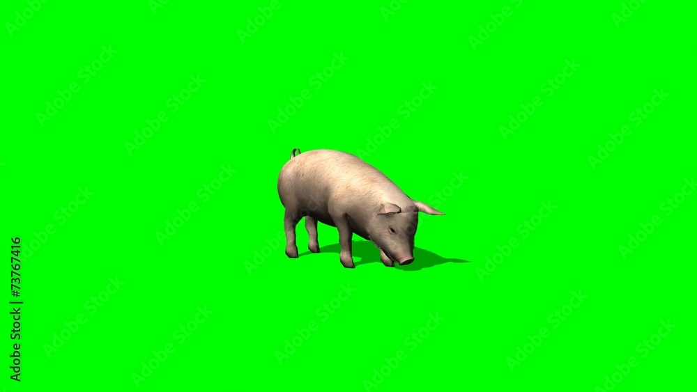 pig eat - green screen Stock Video | Adobe Stock