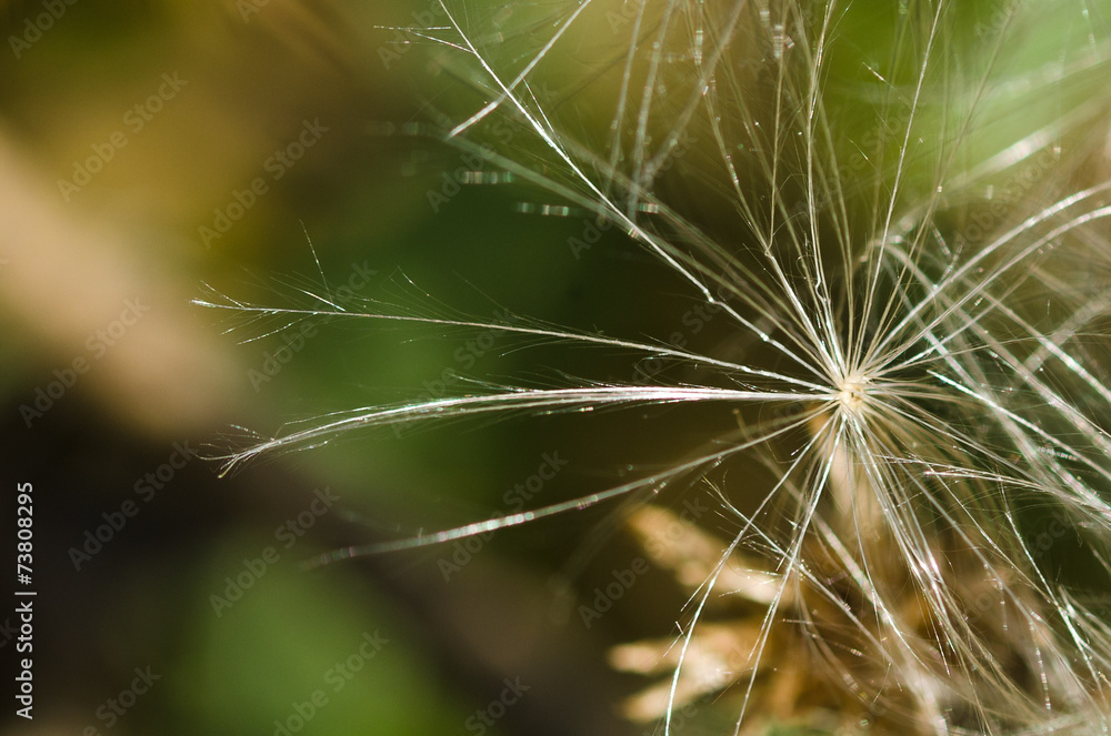 Thistle Fibers Glistening in the Sunlight Stock Photo | Adobe Stock