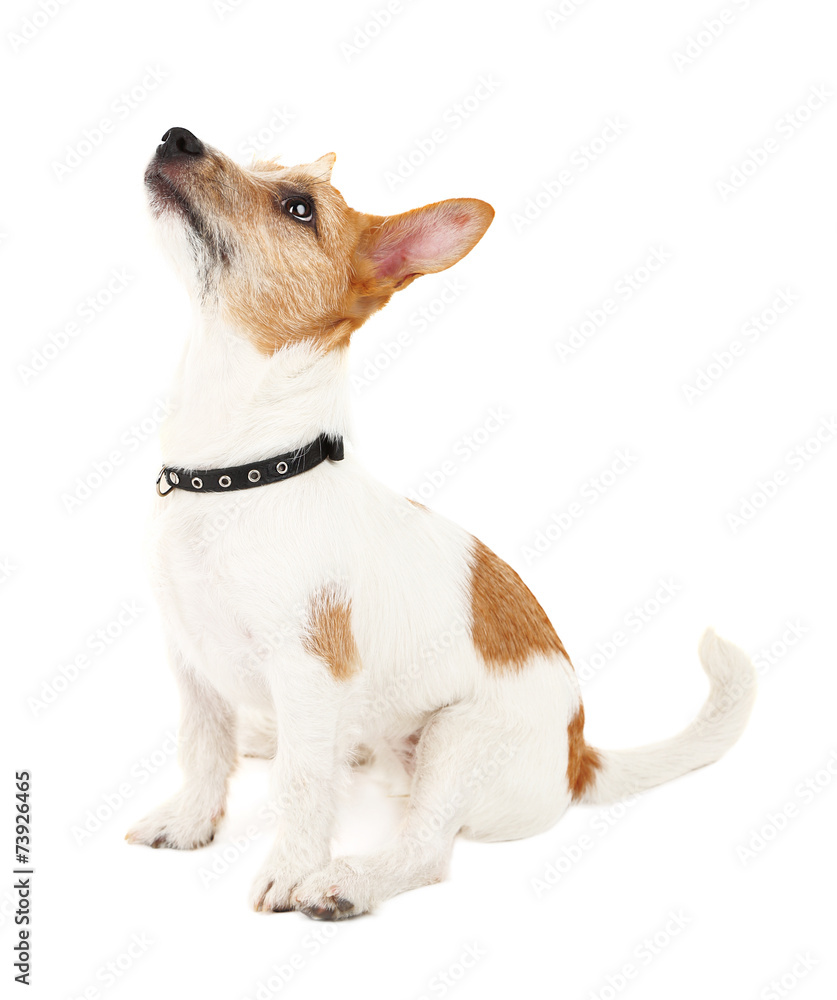 Funny little dog Jack Russell terrier, isolated on white Stock Photo ...
