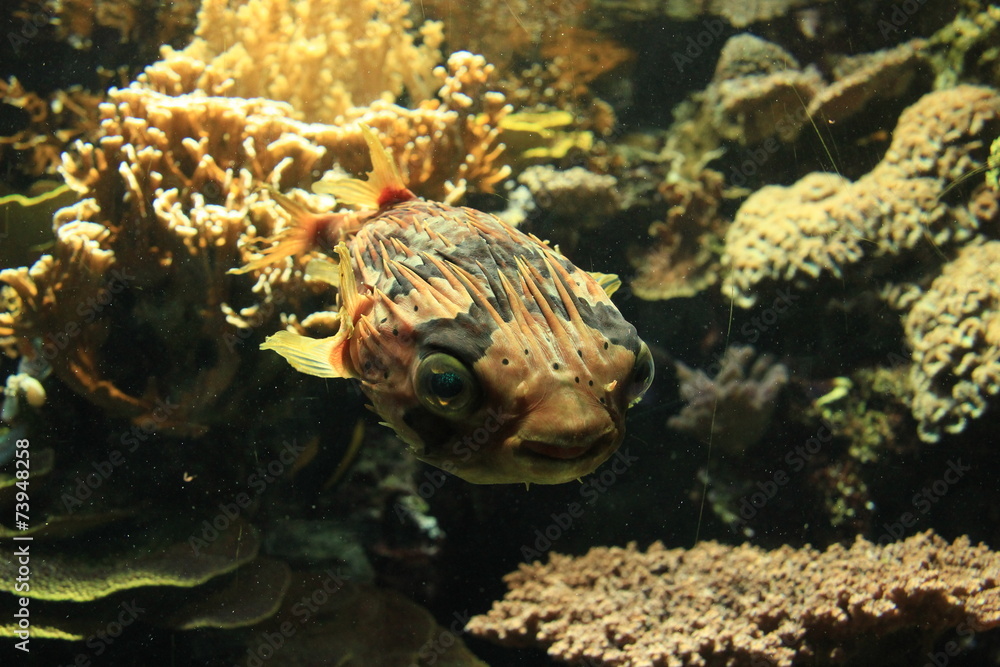 poisson coffre Stock Photo | Adobe Stock