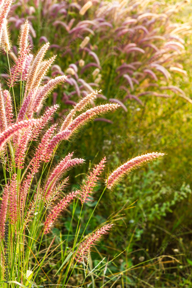 Flower of grass backlit beautiful dawn common roadside Thailand. Stock ...