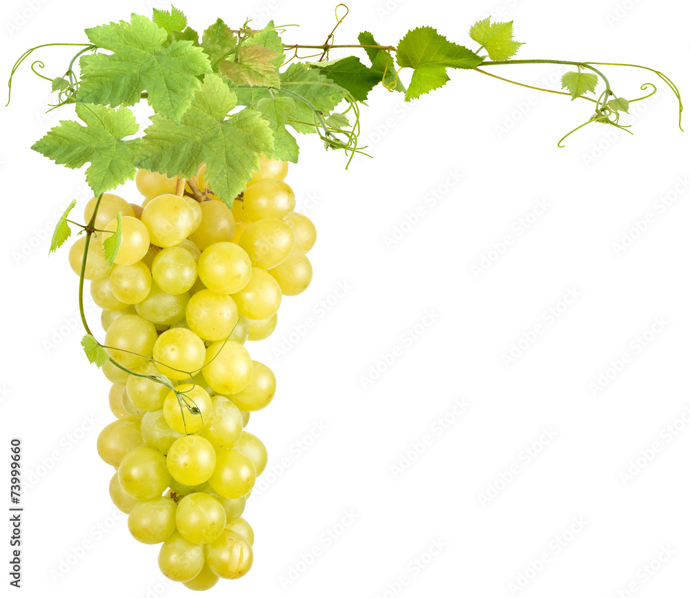 grappe de raisins blancs et feuilles de vigne foto de Stock | Adobe Stock