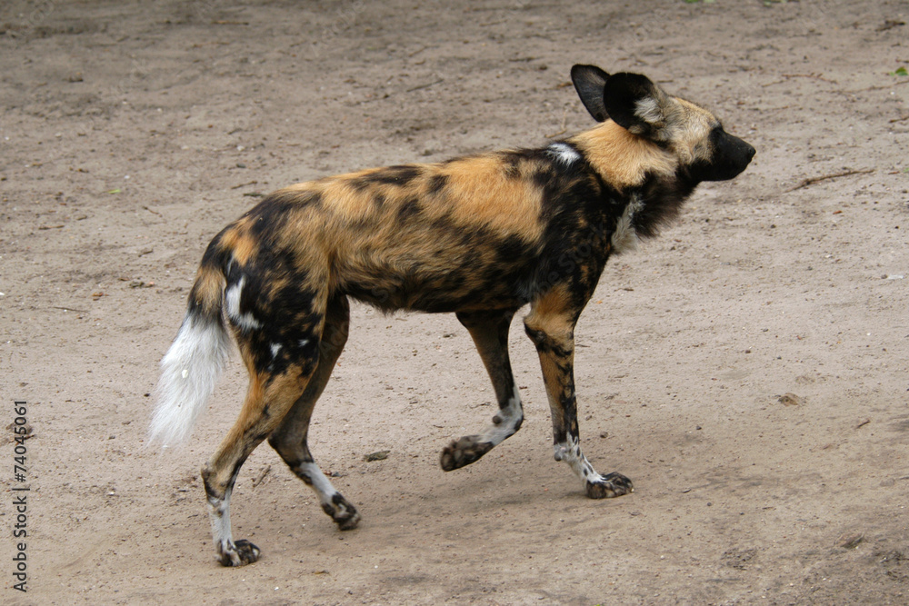 African wild dog (Lycaon pictus).. Stock Photo | Adobe Stock