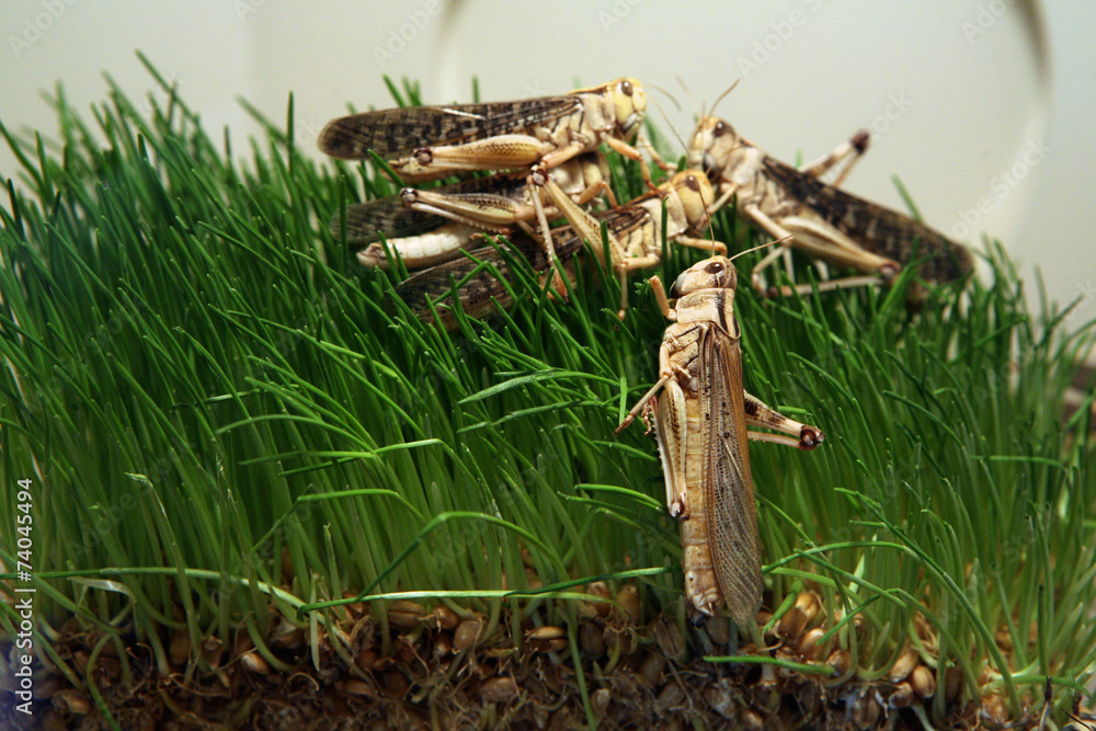 Desert locust (Schistocerca gregaria) eating green grass.. Stock Photo ...