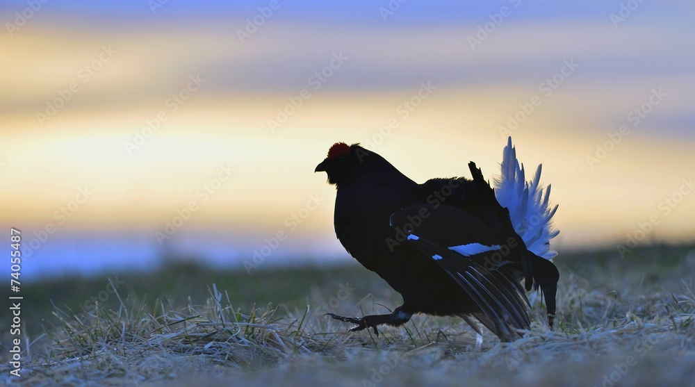 Silhouette of Lekking Black Grouse Stock Photo | Adobe Stock