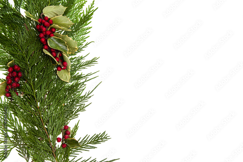 Side border of cedar boughs Stock Photo | Adobe Stock