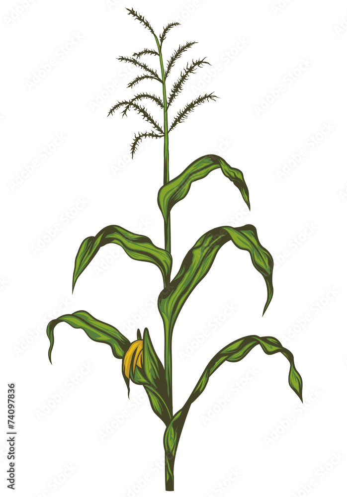 Corn stalk Stock Vector | Adobe Stock