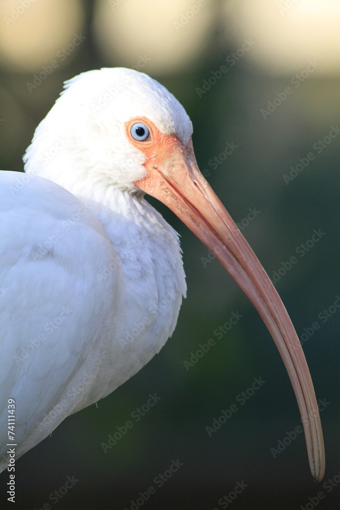American White Ibis - Miami Zoo Stock Photo | Adobe Stock