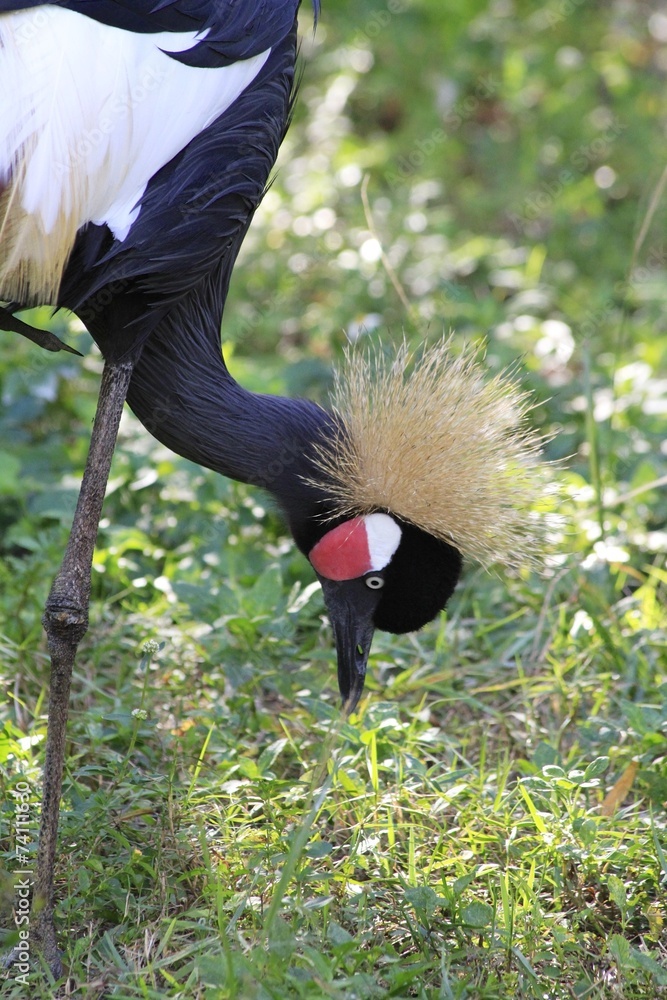 West African Crowned Crane Stock Photo | Adobe Stock
