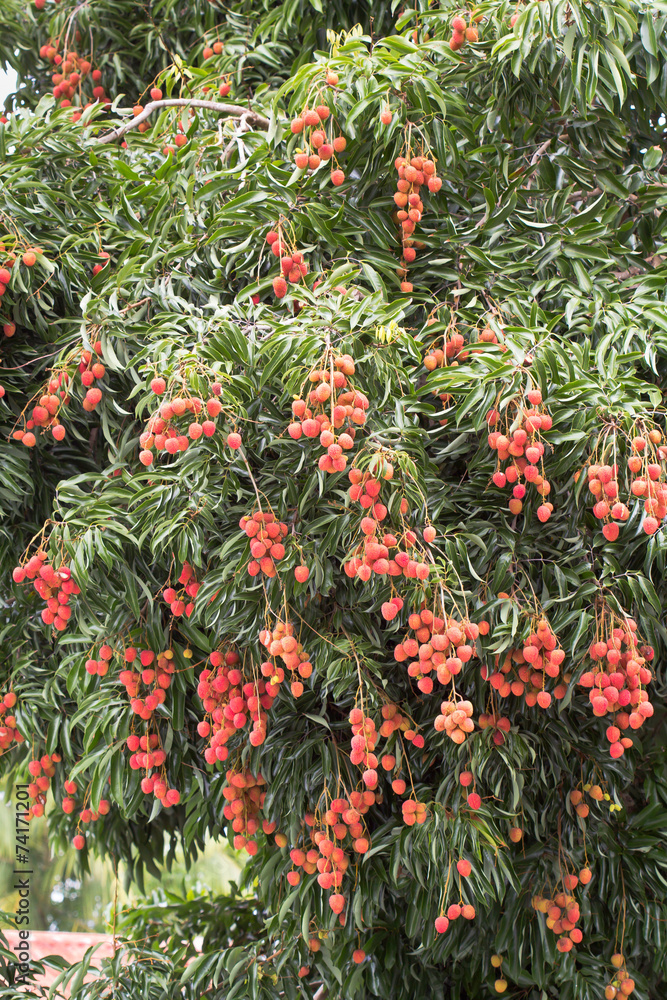 letchi de la Réunion Stock Photo | Adobe Stock