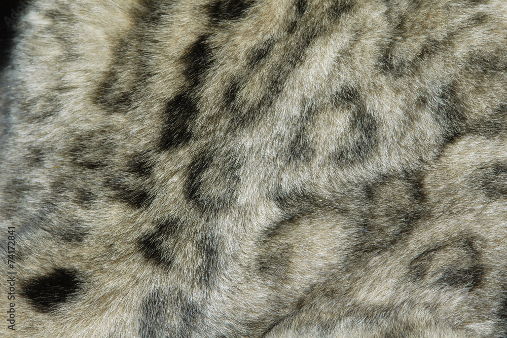 Snow leopard fur texture (Panthera uncial). . Stock Photo | Adobe Stock