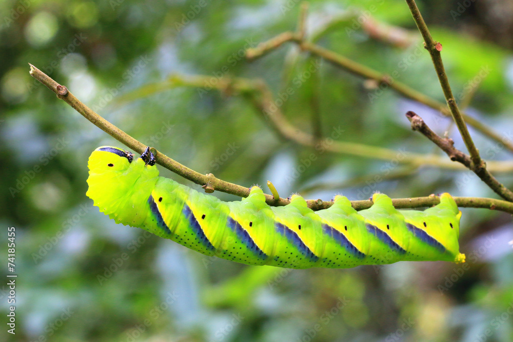 Larva of sphingidae Stock Photo | Adobe Stock