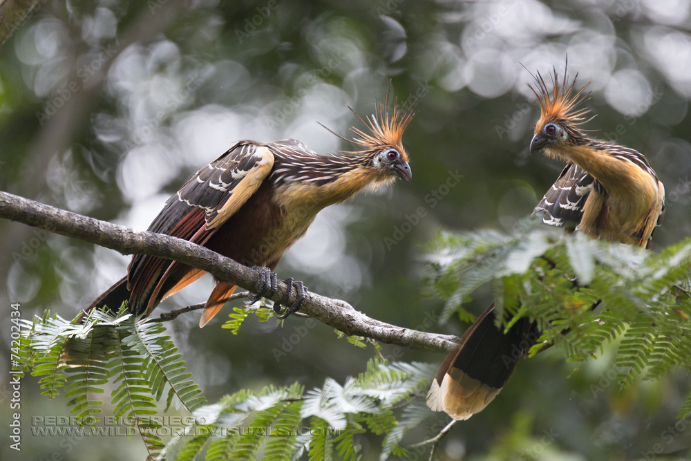 Hoatzin birds in the amazon ecosystem Stock Photo | Adobe Stock