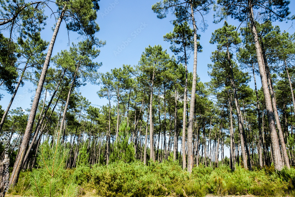 Forêt landaise Photos | Adobe Stock