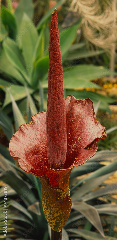 Konjac Stock Photo | Adobe Stock