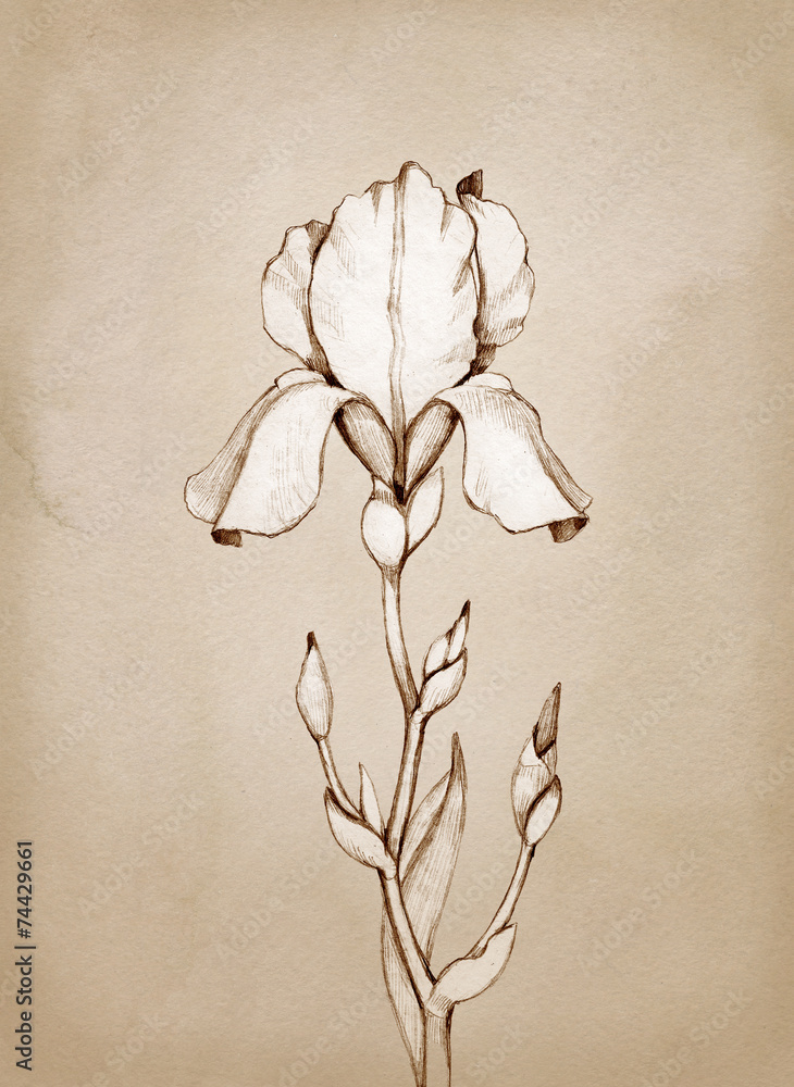 Pencil drawing of iris flower Stock Illustration | Adobe Stock