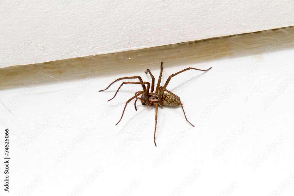 Große Winkelspinne im Haus Stock Photo | Adobe Stock