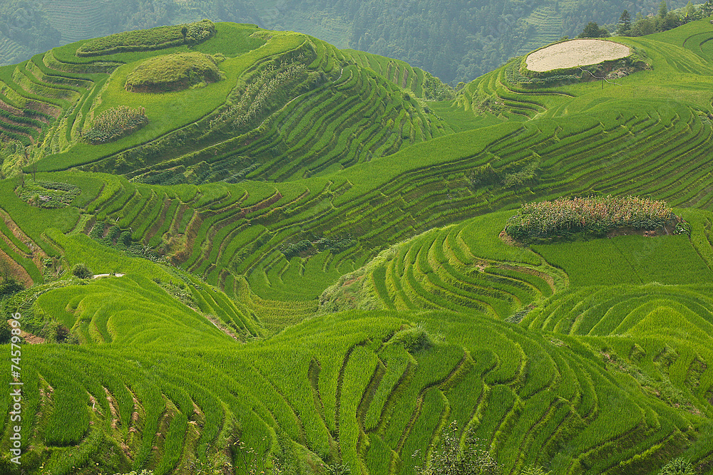 Longji rice fields, Dragon Hill. Ping'an, China Stock Photo | Adobe Stock