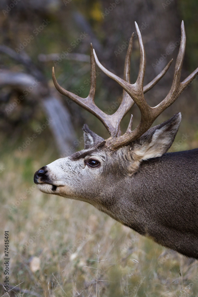 adult male mule deer Stock Photo | Adobe Stock