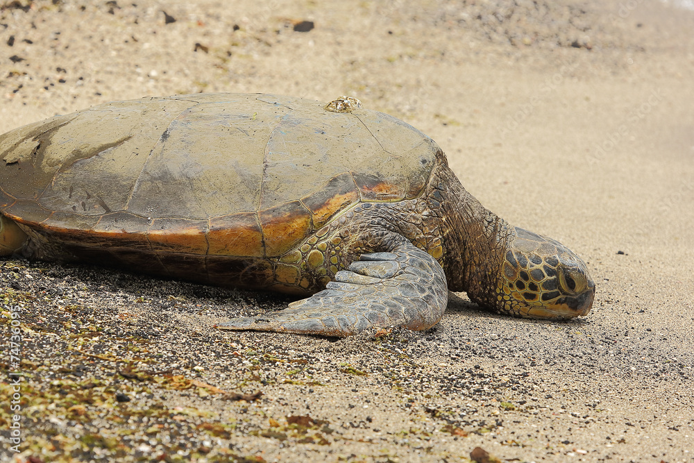 Beautiful endangered green sea turtle Stock Photo | Adobe Stock