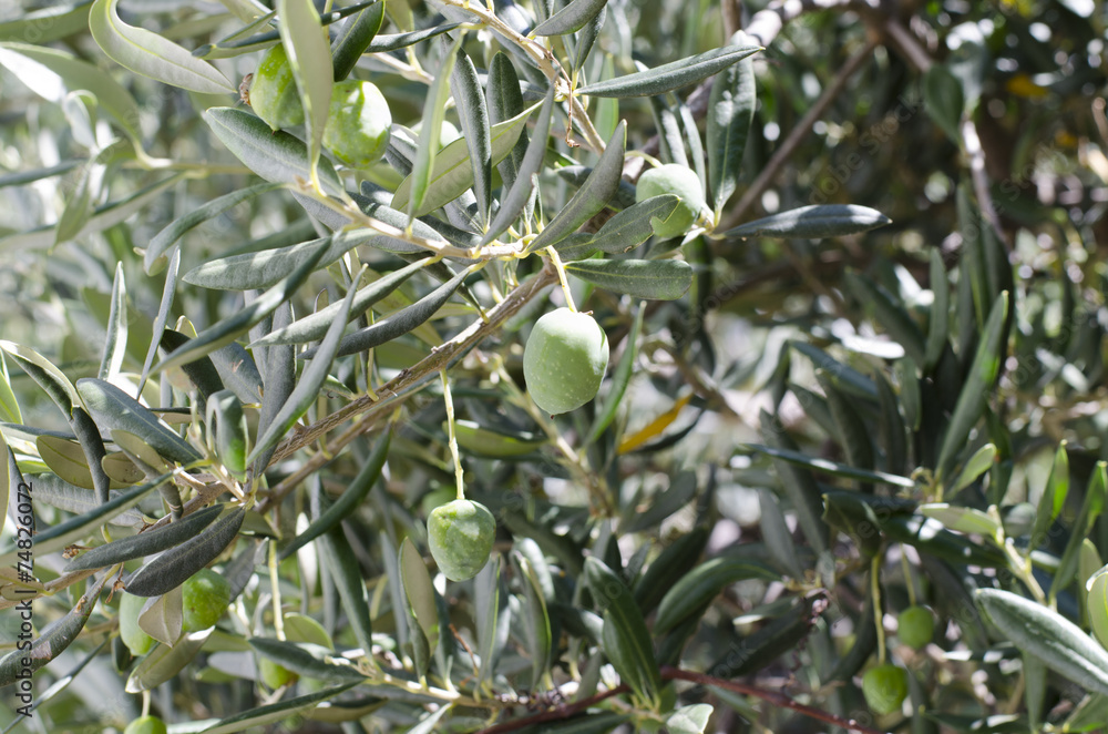 olive branch Stock Photo | Adobe Stock