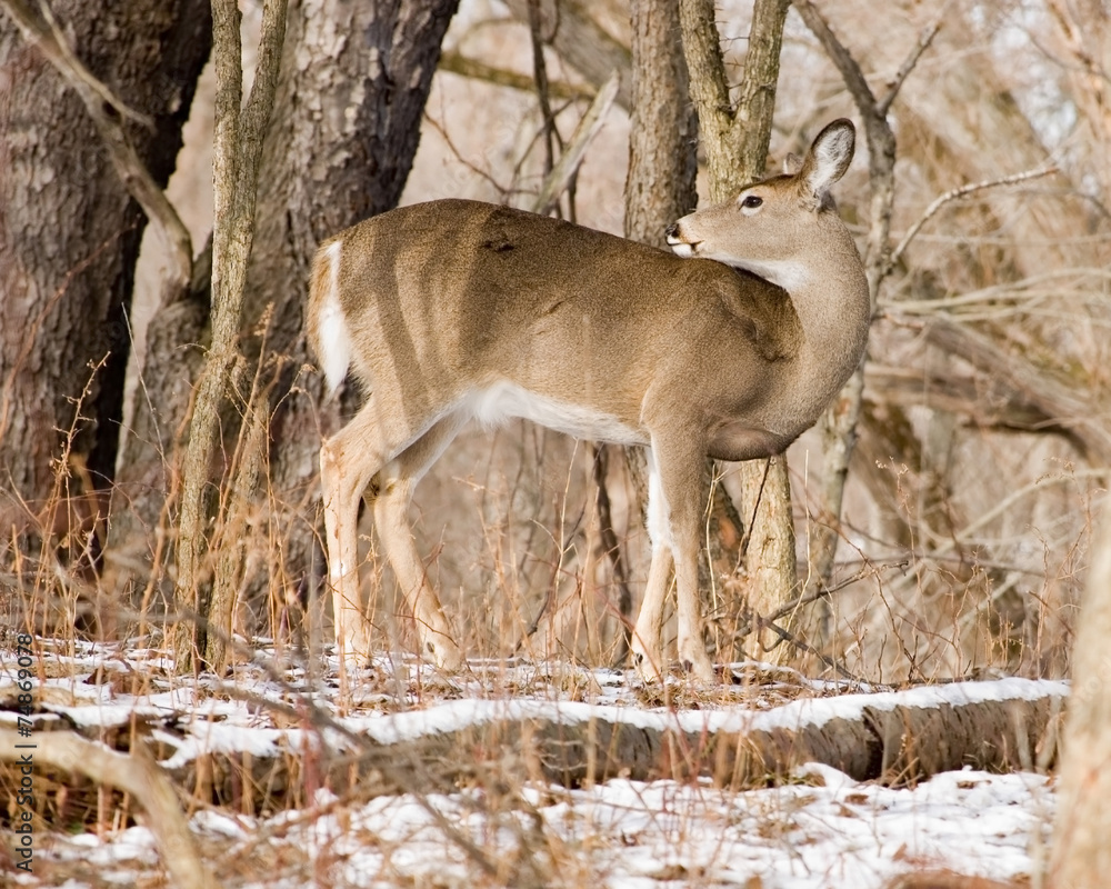 Whitetail deer Doe Side View Stock Photo | Adobe Stock