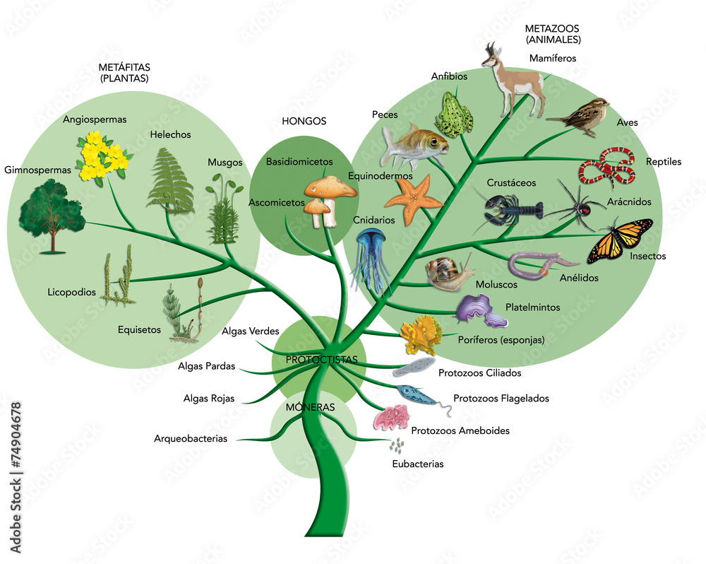 árbol evolutivo ilustración de Stock | Adobe Stock
