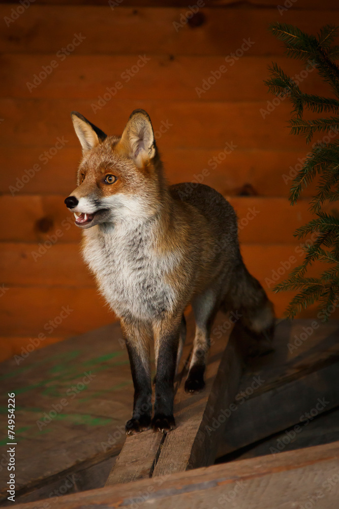 Fuchs lacht Stock-Foto | Adobe Stock