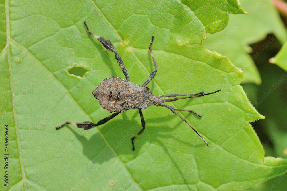 Acanthocephala Terminalis