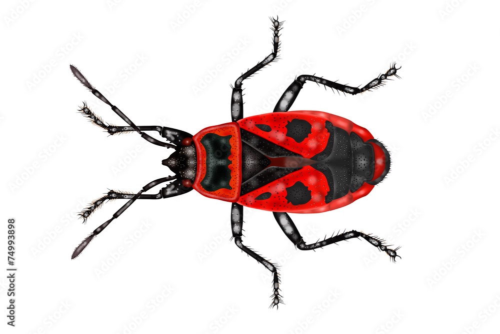Pyrrhocoris apterus white background Stock Illustration | Adobe Stock